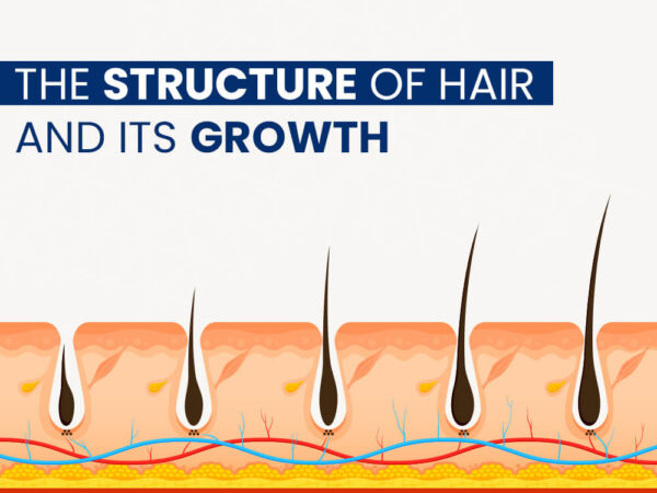 Structure of Hair: Why It Thins & How It Grows - Estenove